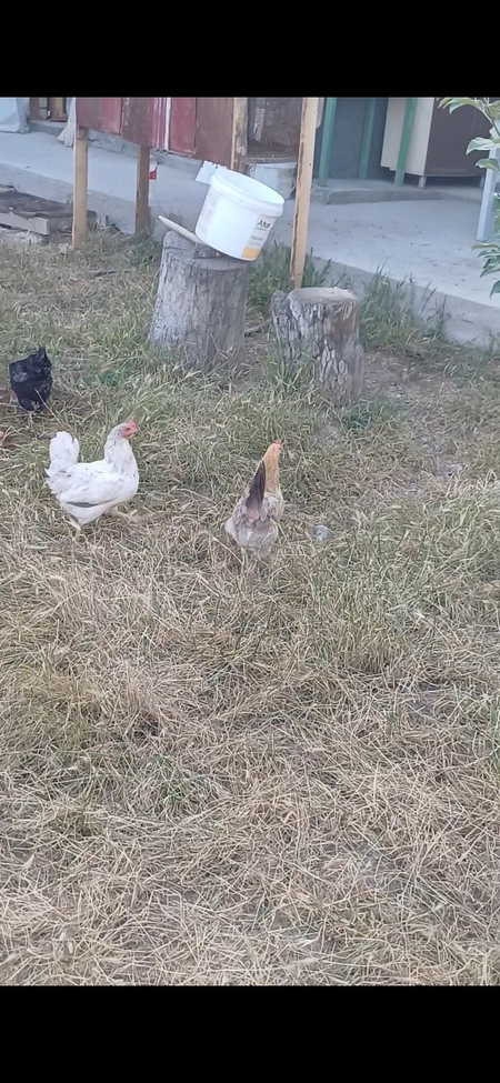 Xashaki tovuqla sotiladi