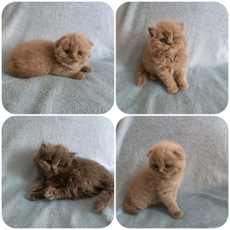 Скоттиш фолд и скоттиш страйт