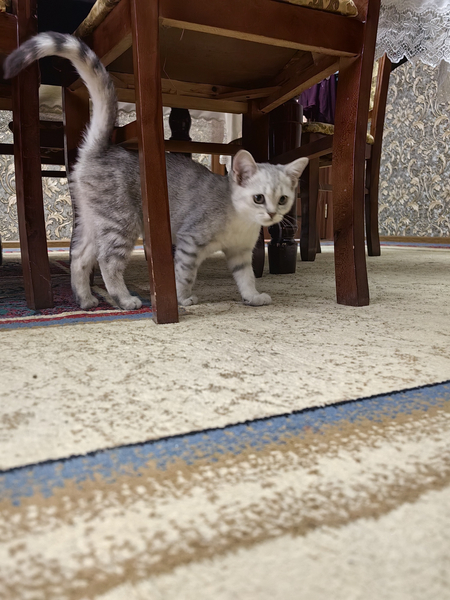 Продаётся котенок скотиш страйт серебристая шиншилла мальчик