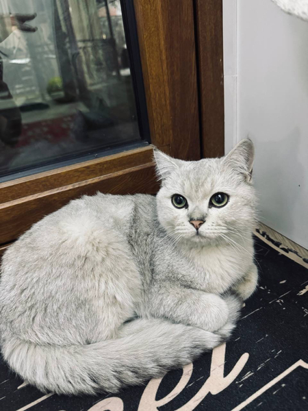 Кошка продаеттся