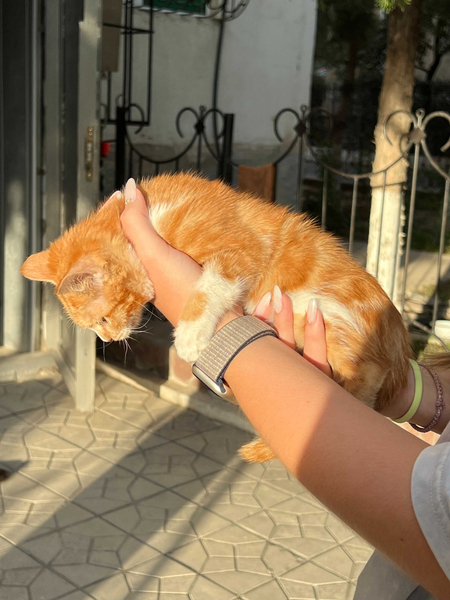 Рыжий мраморный котенок