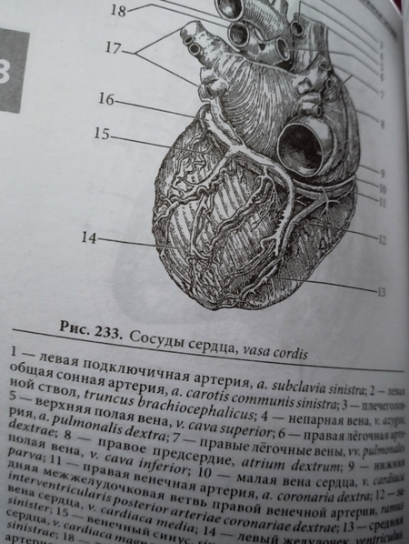Книги для детей, медиков и людей которые изучают английский язык