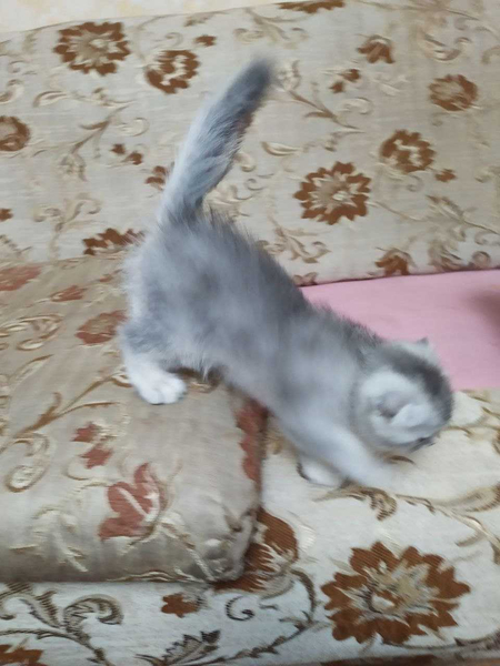 СРОЧНО серебристая шиншилла