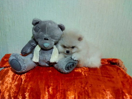 Шпиц Померанский
