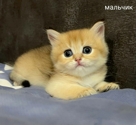 Золотые британские котята