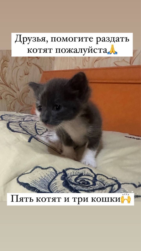 Котята даром