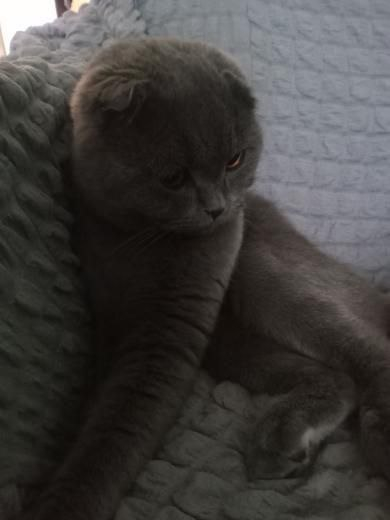 Скотиш фолд 9 ойлик