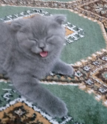 Продаётся котята 1,5месяцев