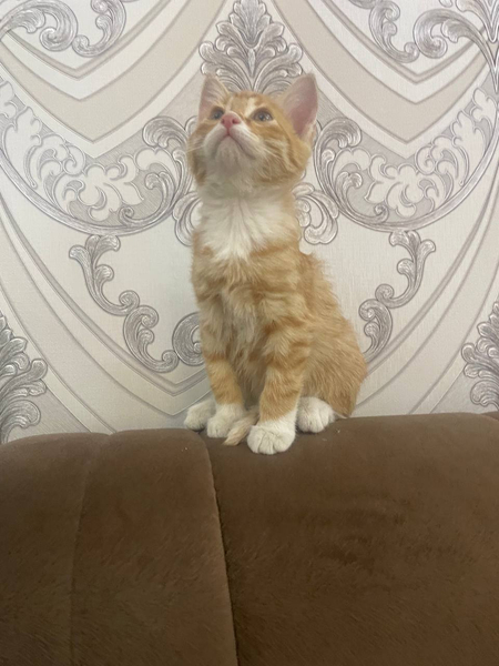 Продаются котята