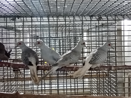 Продаются бриллиантовые горлицы