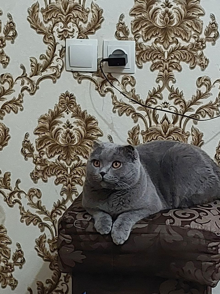Парода Скотиш фолд