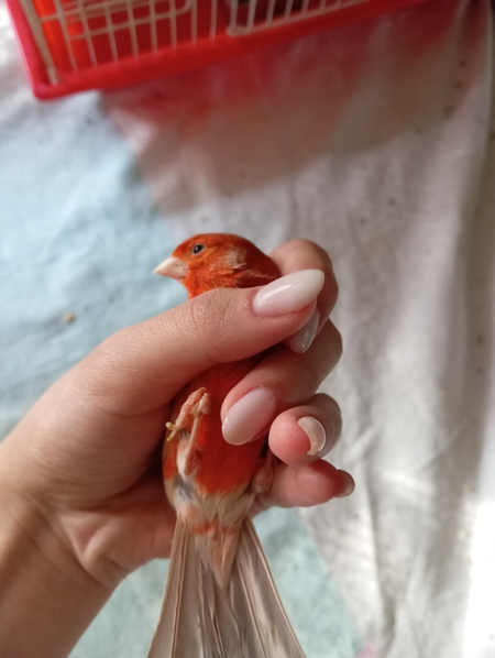 Канарейки юнусабад