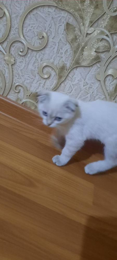 Scottish fold ogil 2 oyli