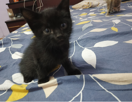 Домашние котятки