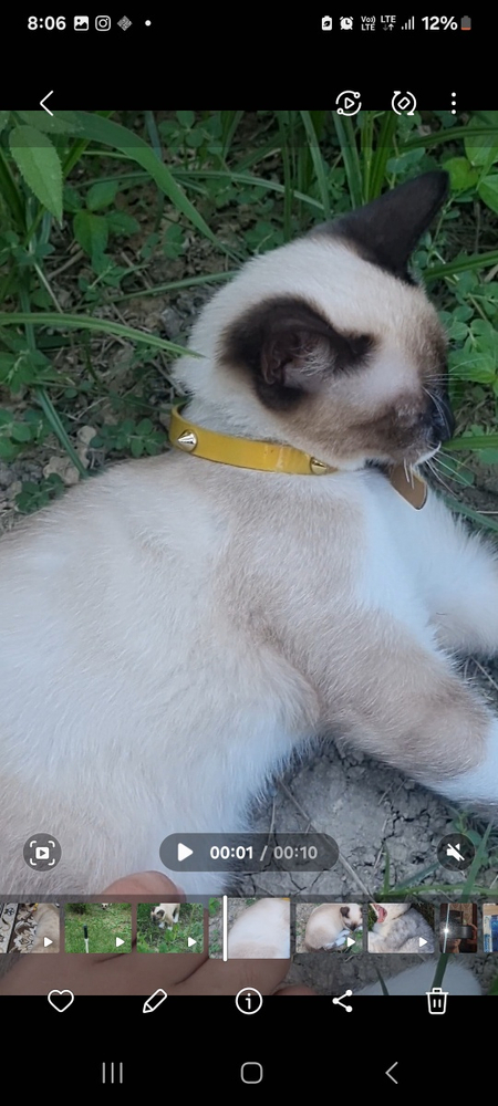 Siamskiy mushu sotiladi