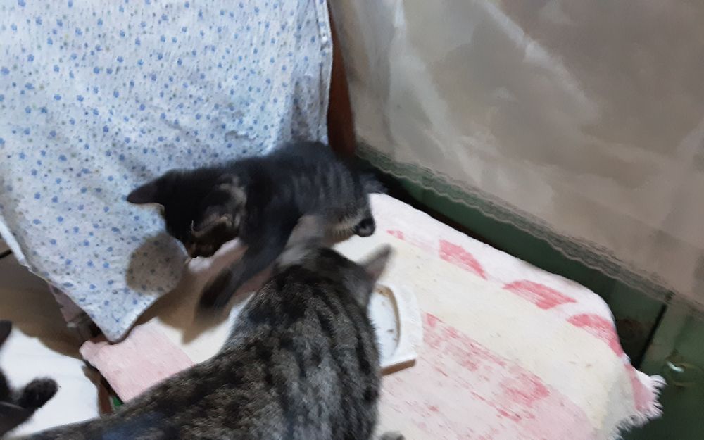 Желающим приобрести бесплатно домашнего котёнка обращайтесь!