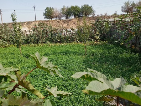 Dacha sotiladi !!! 9900$.