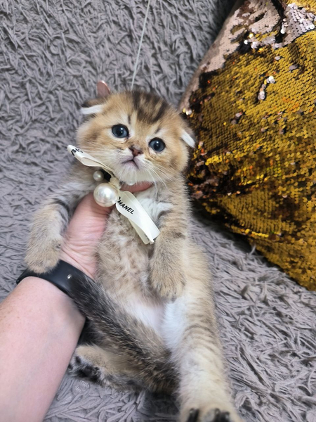 Шикарные крупные малыши