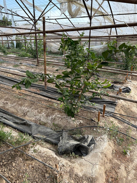 Limon kochati 600 tub