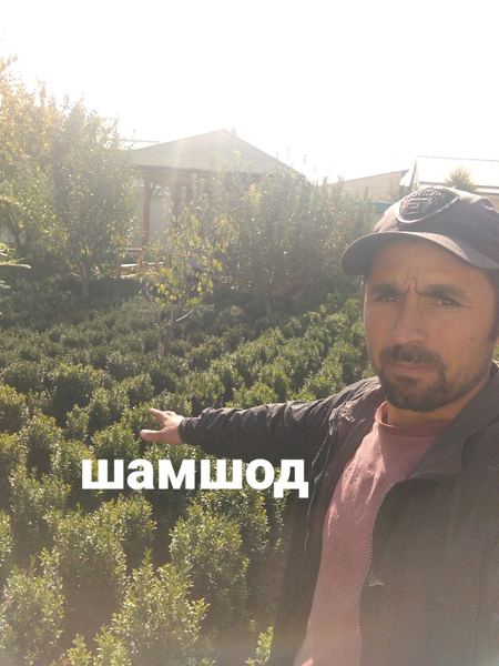 Дехкондан мевали ва декоративная кучатлар