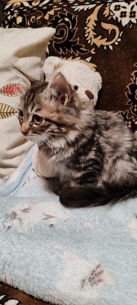 Отдам котят в добрые руки