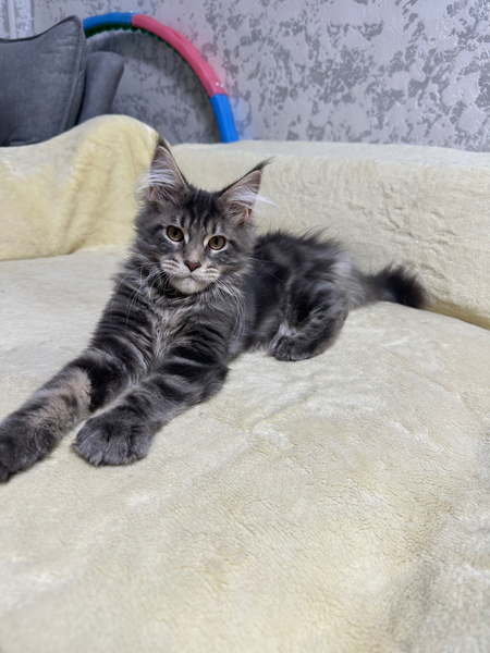 Котенок Мейн-кун