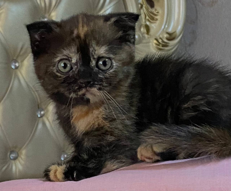 Котята скоттиш фолд