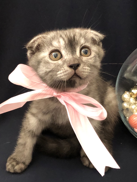 Продаются котята  скотишфолд и страйт