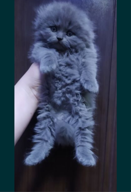 Продаётся кошки
