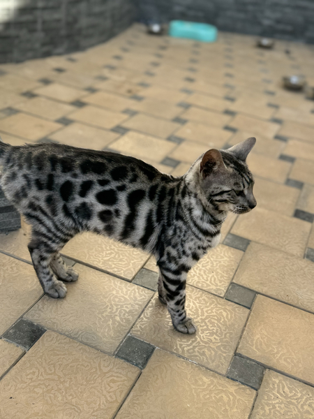 Самый дорогой расцветка  серый Бенгальская  кошка 8 месяцев.