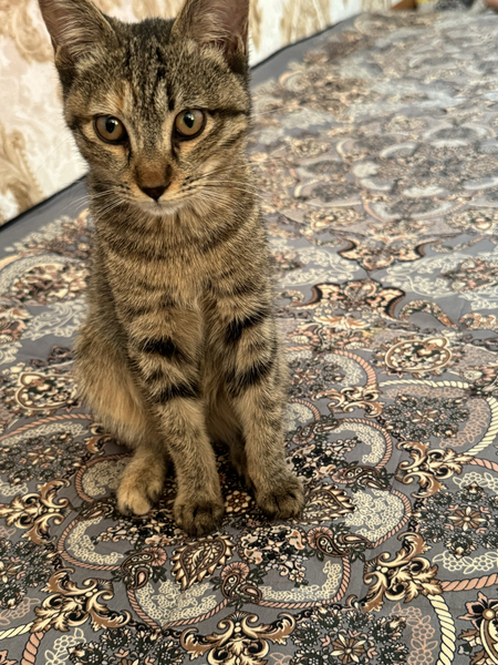 Отдам котенка бесплатно в хорошые руки!