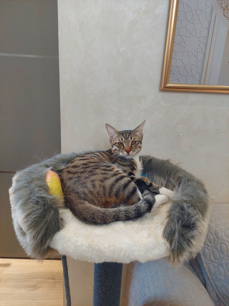 Котёнок мальчик. Привит,  имеет паспорт