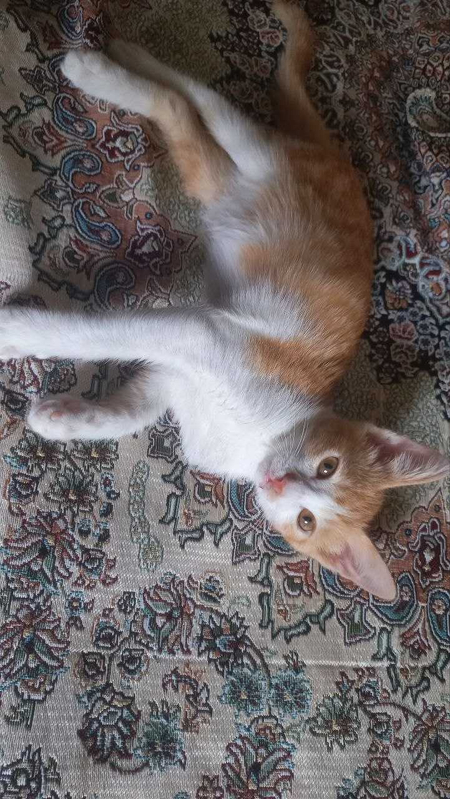 Отдам котят бесплатно