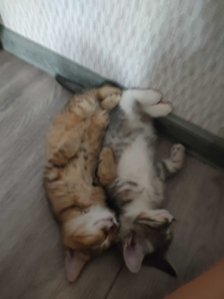 Продаются котята