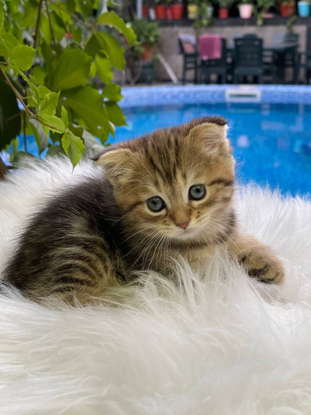 Скоттиш-фолд смешанный