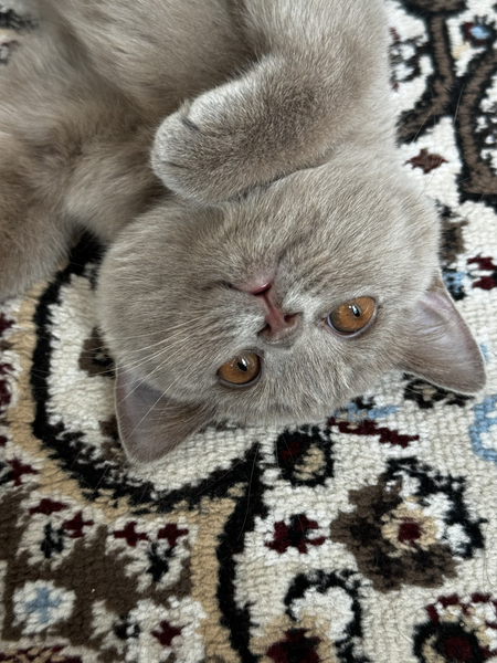Британские котята