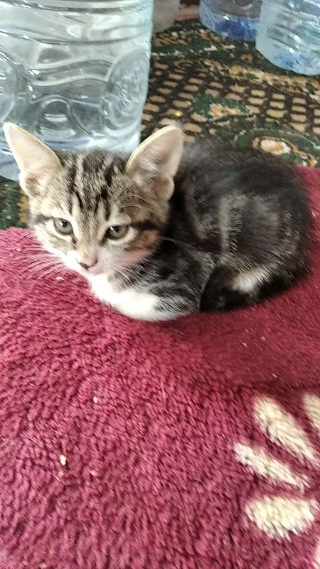 Отдам котят в добрые руки!