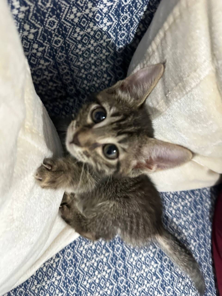 Кошка отдается в добрые руки