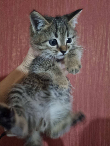 Кошка очень красивая и игривая