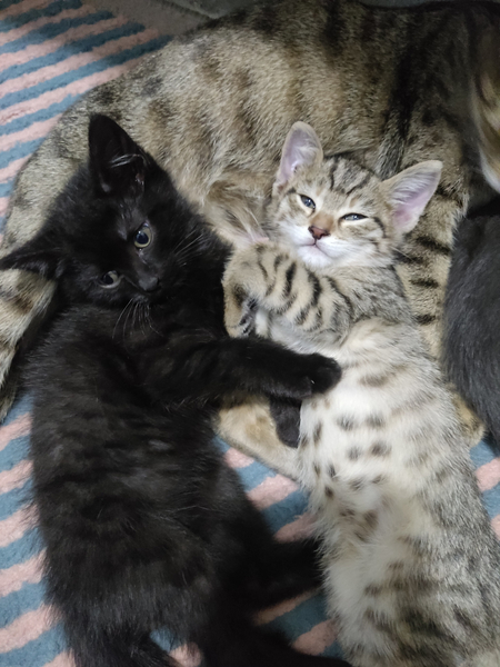 Котята 1,5 месяца