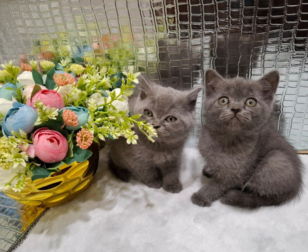 Британские котята отправильной  вязки ЧИТАЙТЕ ОПИСАНИЕ!!!