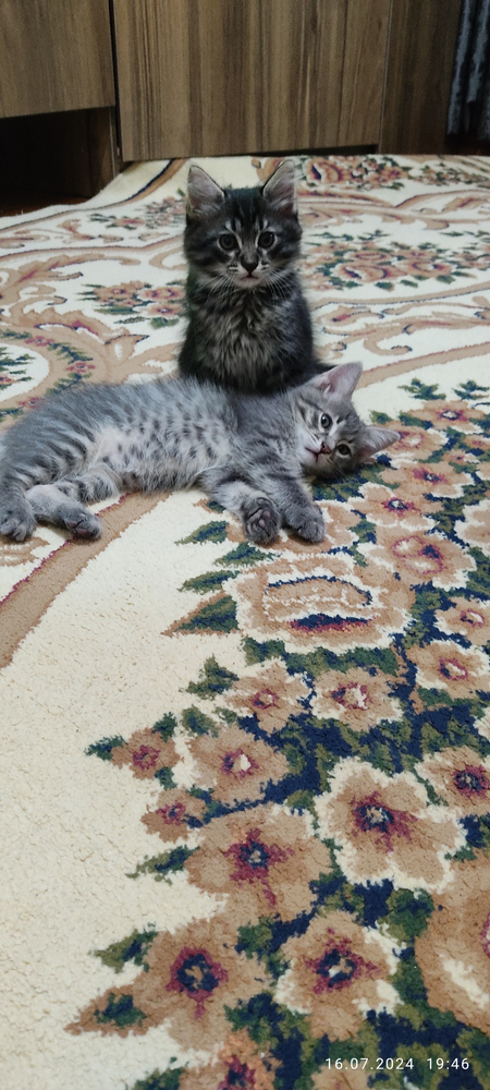 Котята домашние, 2 месяца