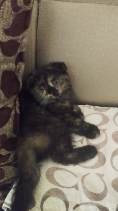 Скоттиш фолд 2 ой киз