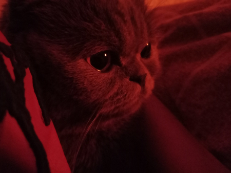 Кошка шотланская