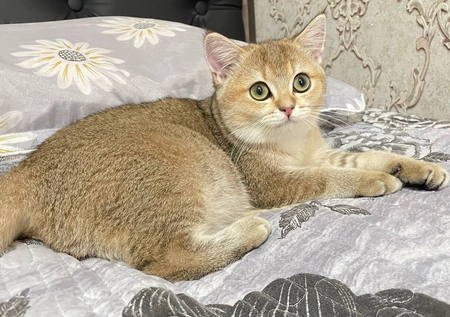 Британские котята золотая шиншилла
