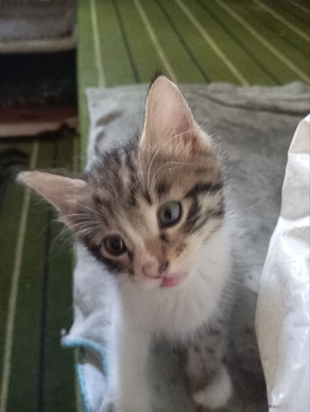 Котята в хорошие руки.