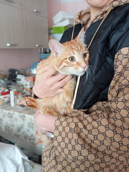отдам симпатичного котёнка бесплатно