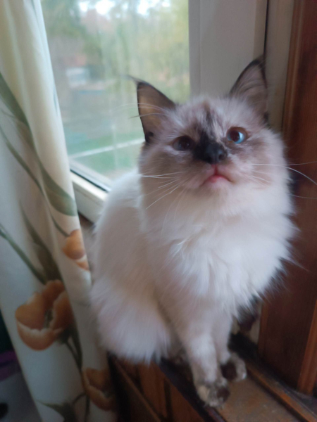 Баленизийская кошка !