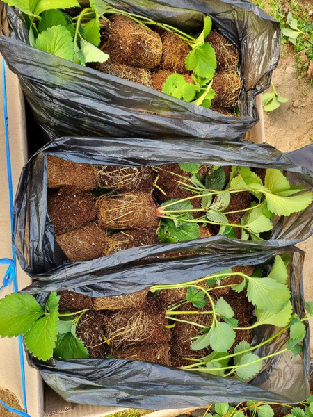 Продам здоровые саженцы корейской клубника