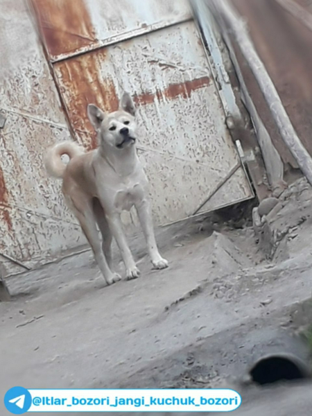 Xatiko 1 yosh urg'ochi